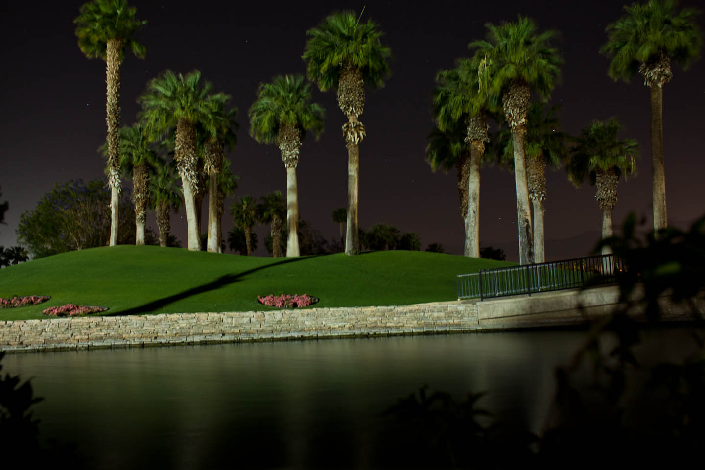 Day 106: Palm Trees at Night : On Taking Pictures